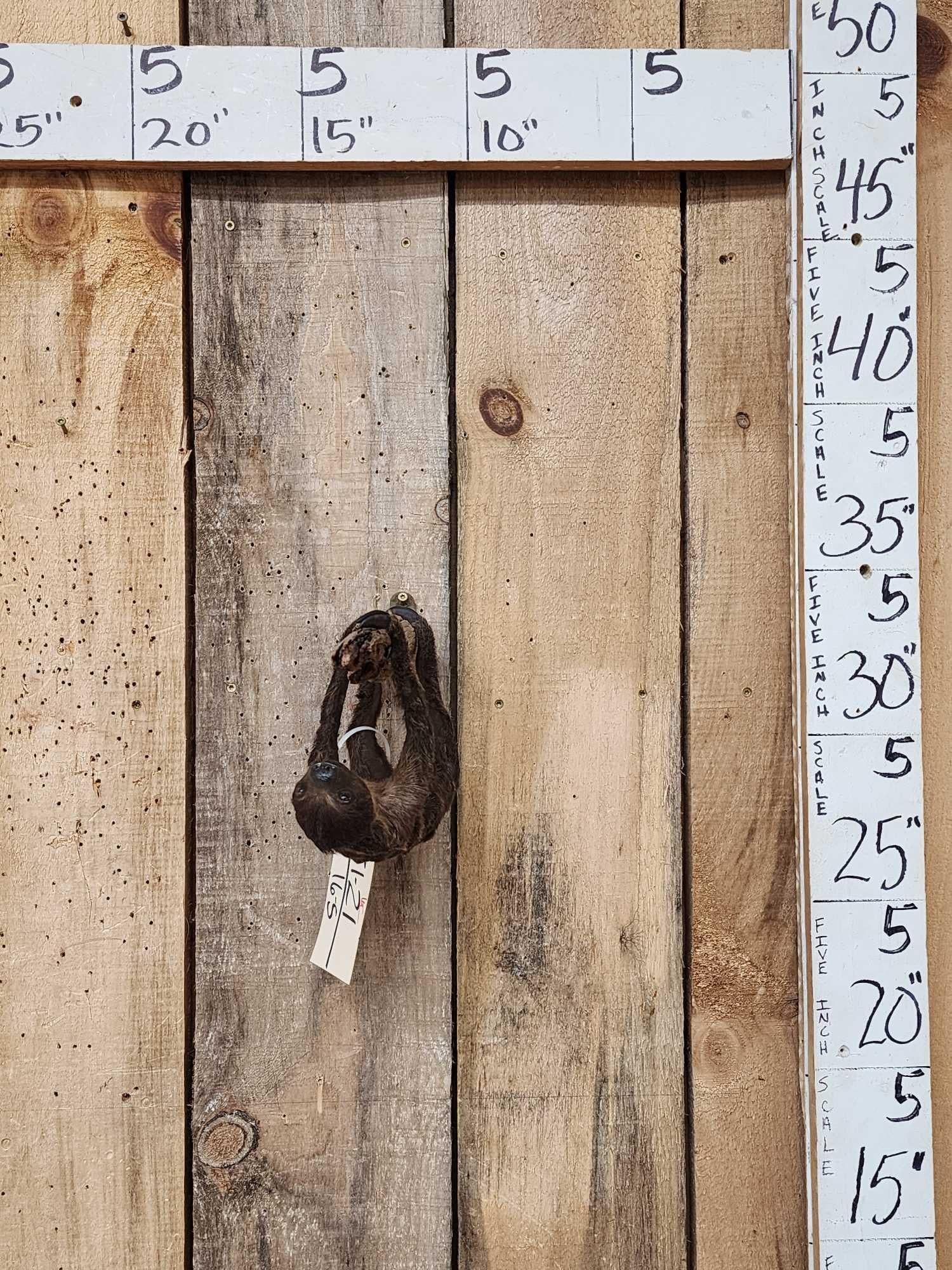 Super Rare Baby Two Toed Sloth Full Body Taxidermy Mount Auction