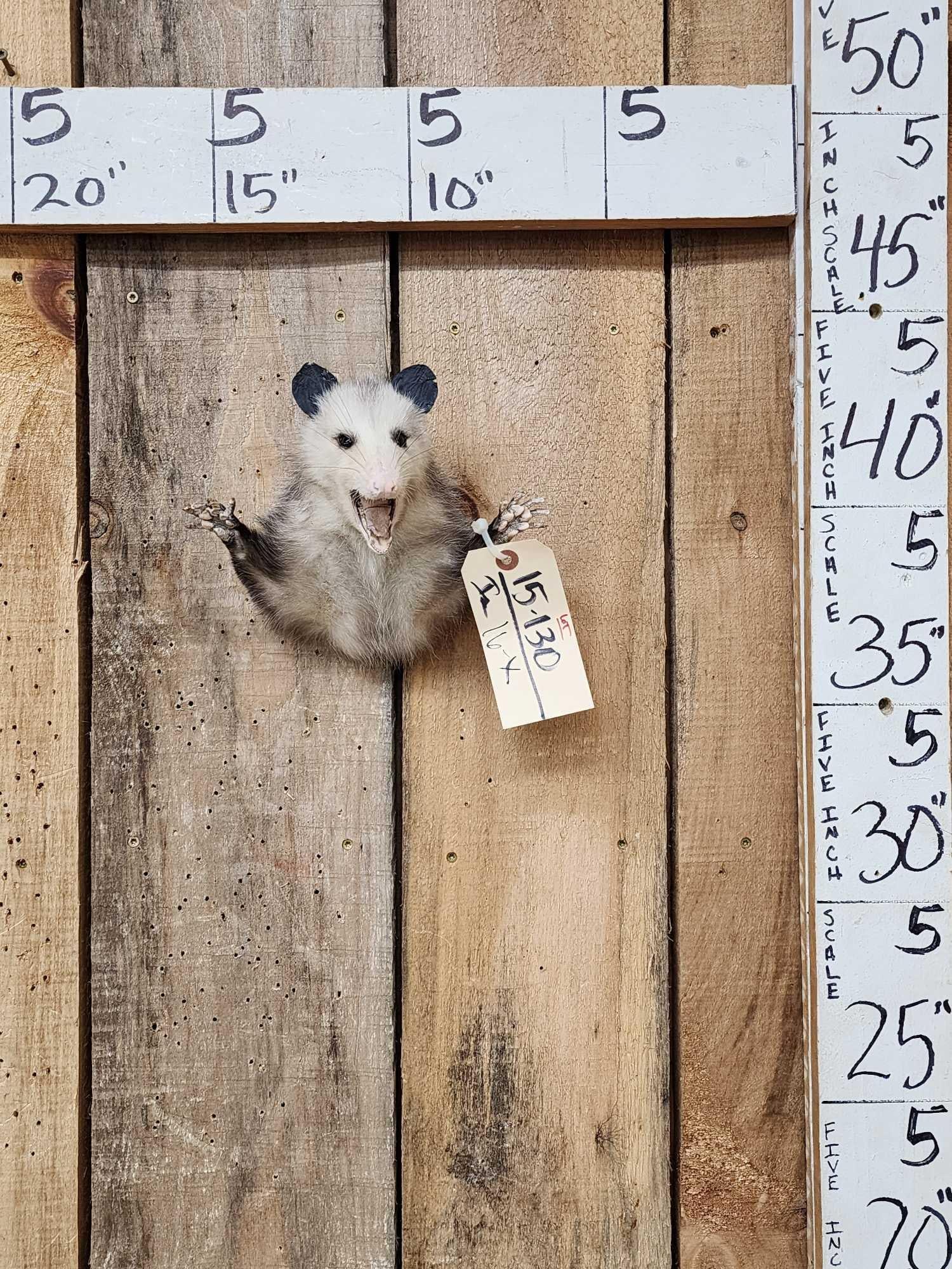 Attack Opossum Half Body Taxidermy Mount Auction