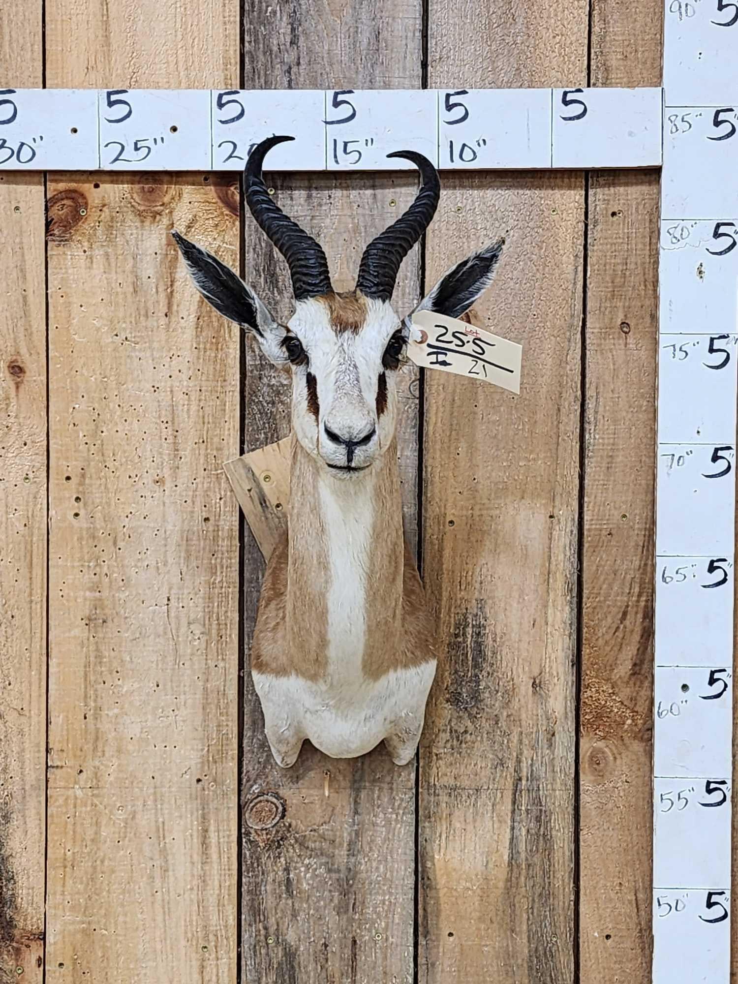 African Copper Springbok Shoulder Mount Taxidermy Auction