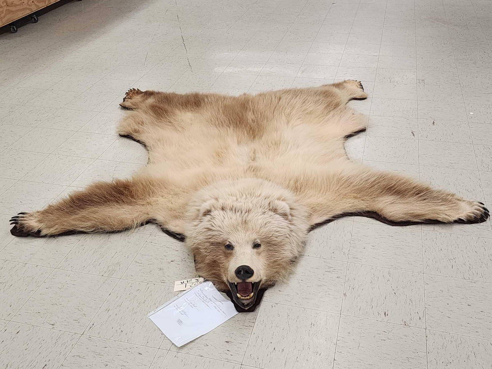 Blonde Phase Alaskan Brown Bear Rug Taxidermy Auction