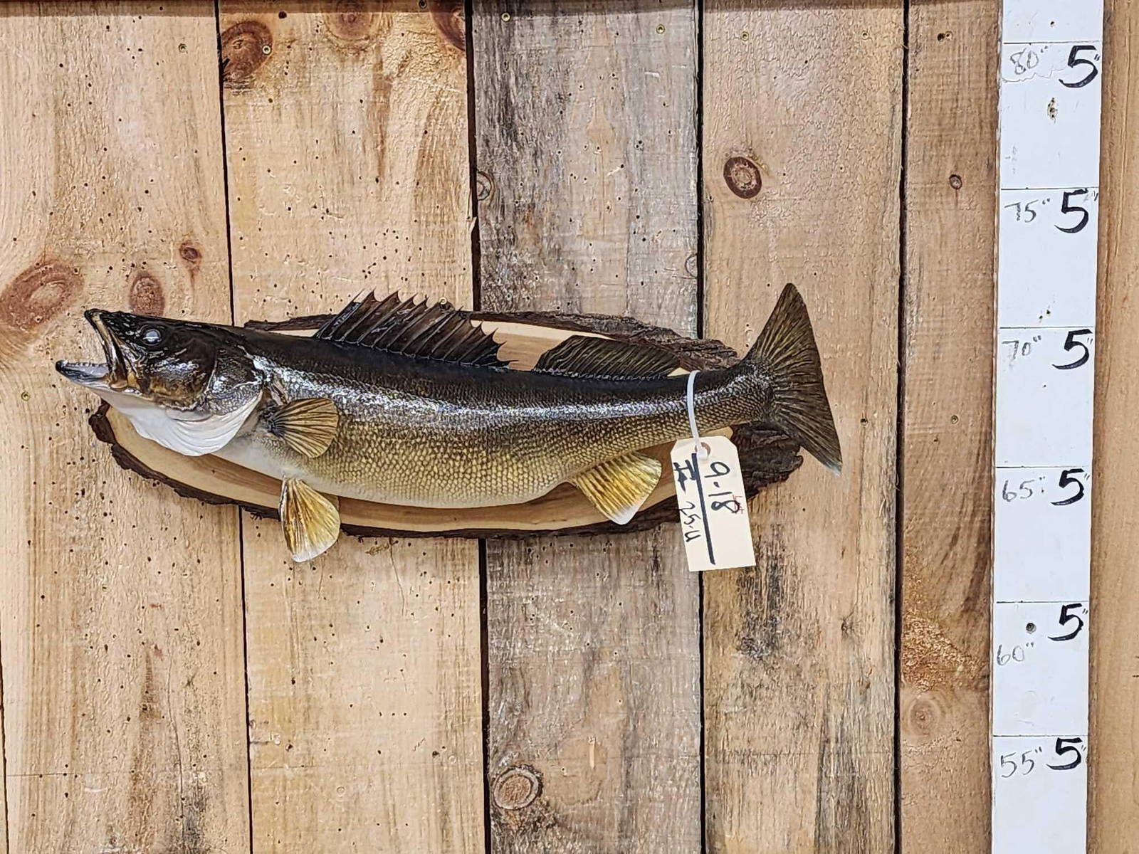 26" Walleye Real Skin Fish Taxidermy Auction