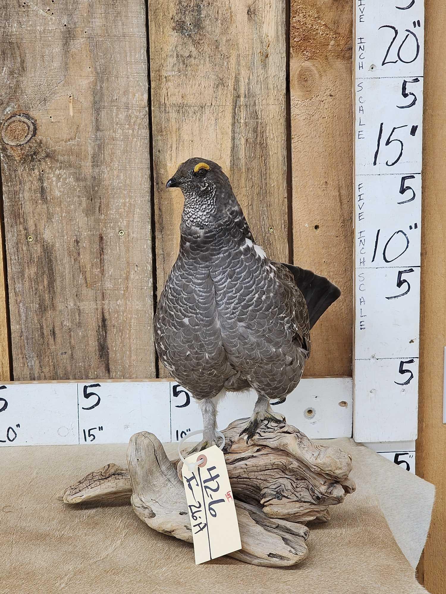 Dusky Grouse Full Body Bird Taxidermy Auction