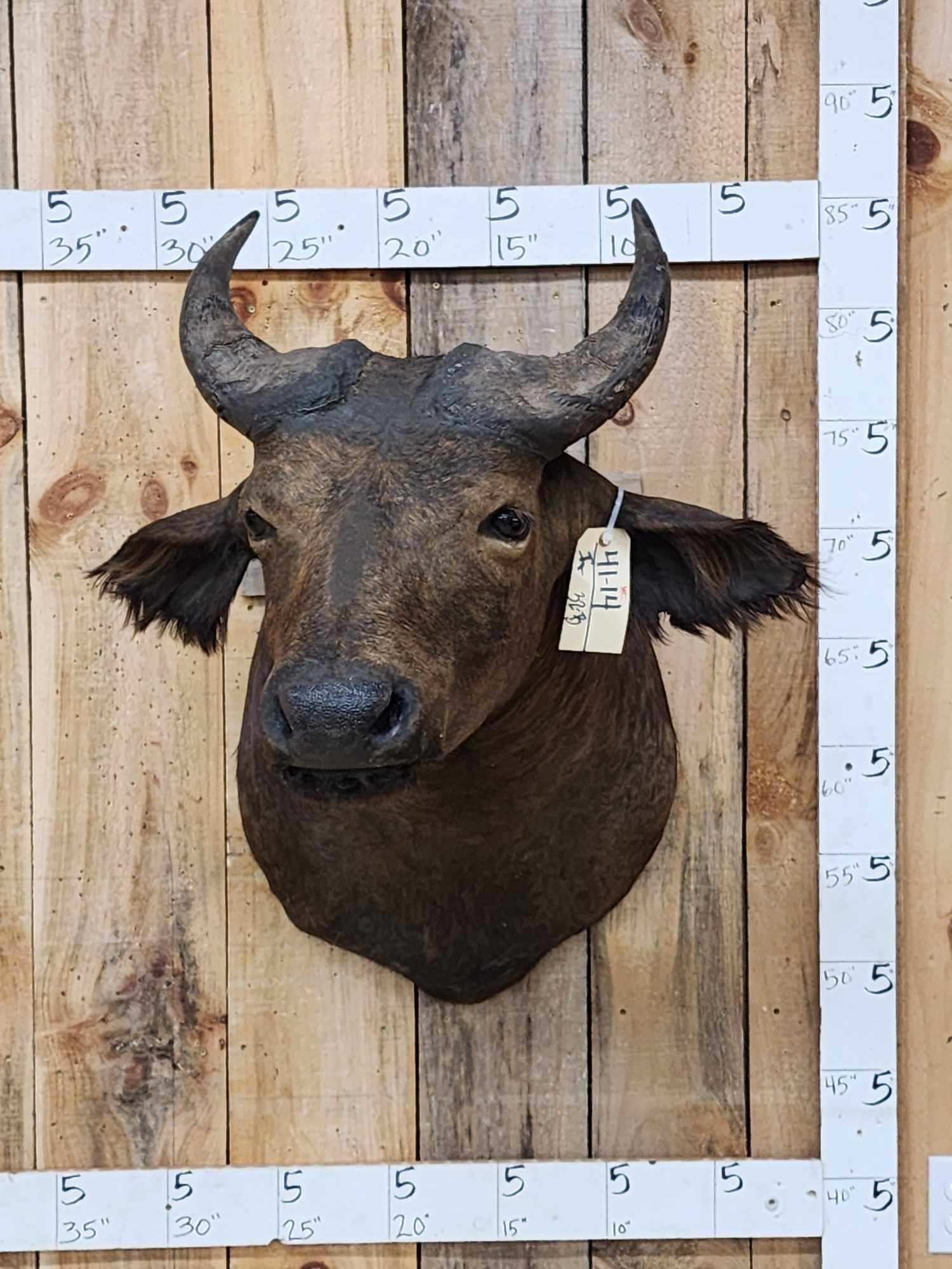 African Dwarf Forrest Buffalo Shoulder Mount Taxidermy Auction