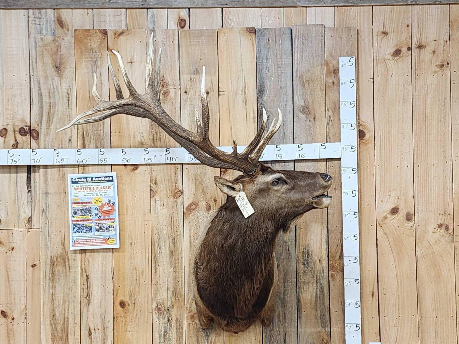 Bugling Elk Shoulder Mount Taxidermy Auction