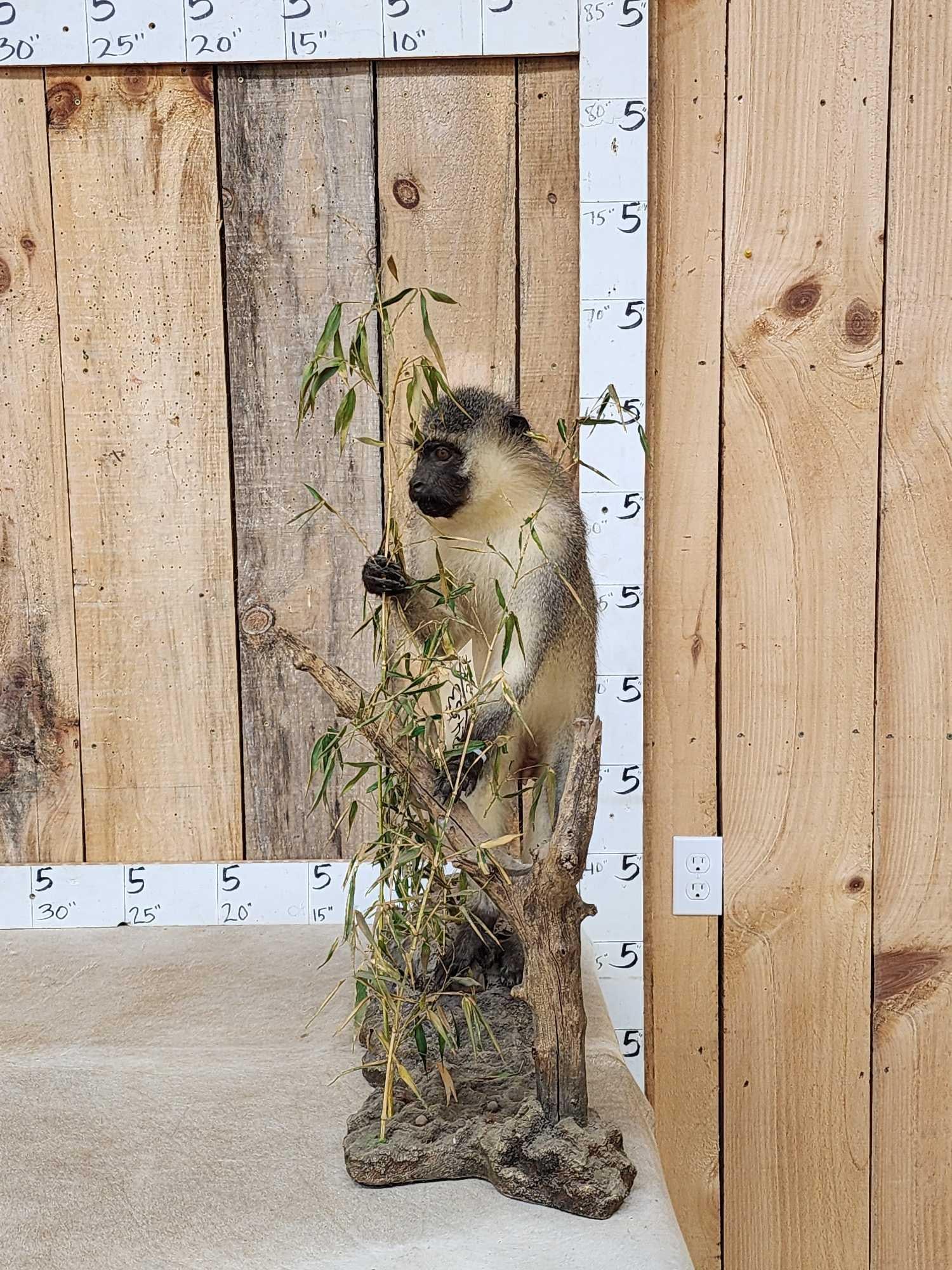 African Vervet Monkey Full Body Taxidermy Mount Auction