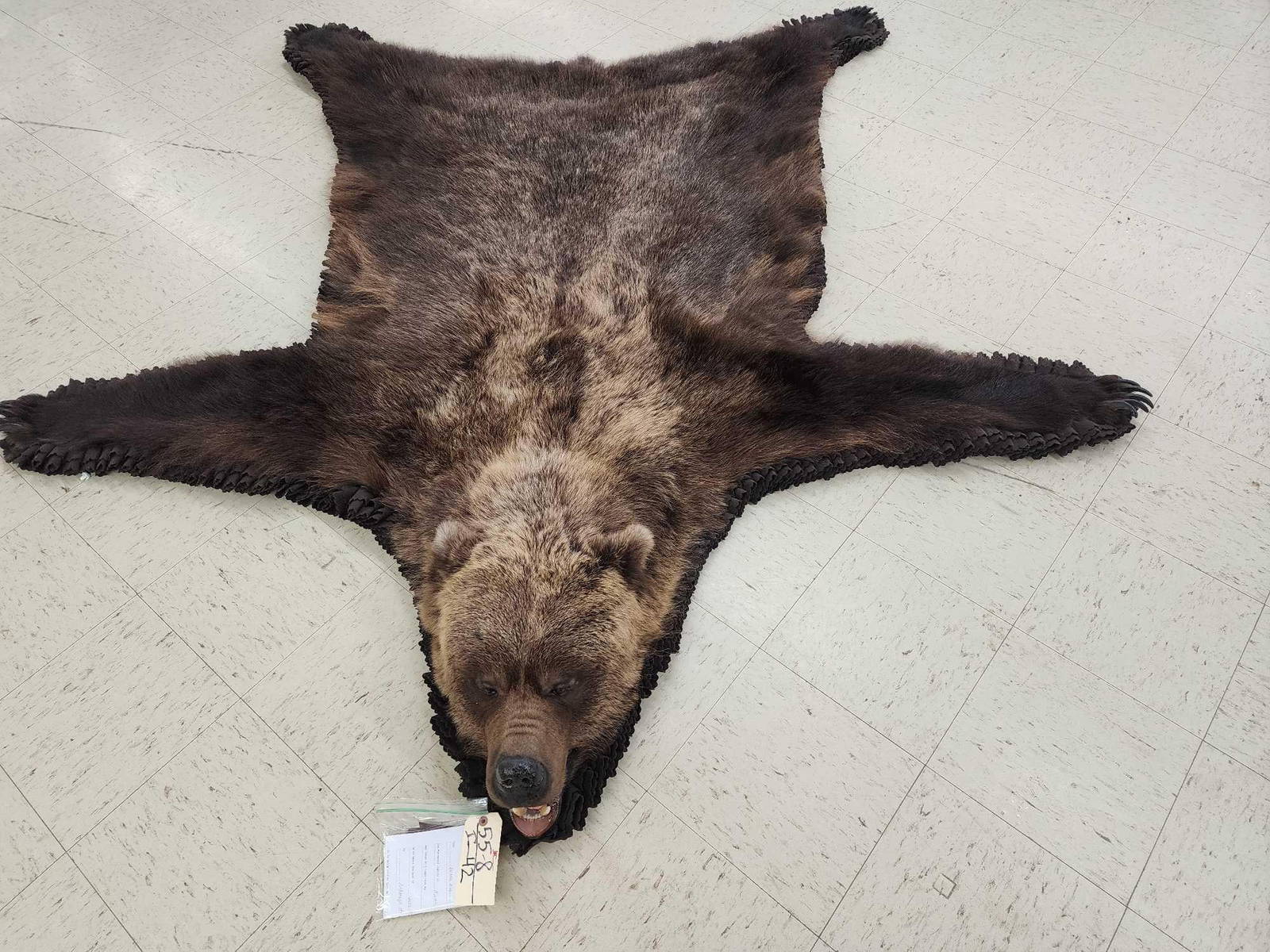 Gorgeous Alaskan Grizzly Bear Rug Taxidermy Auction