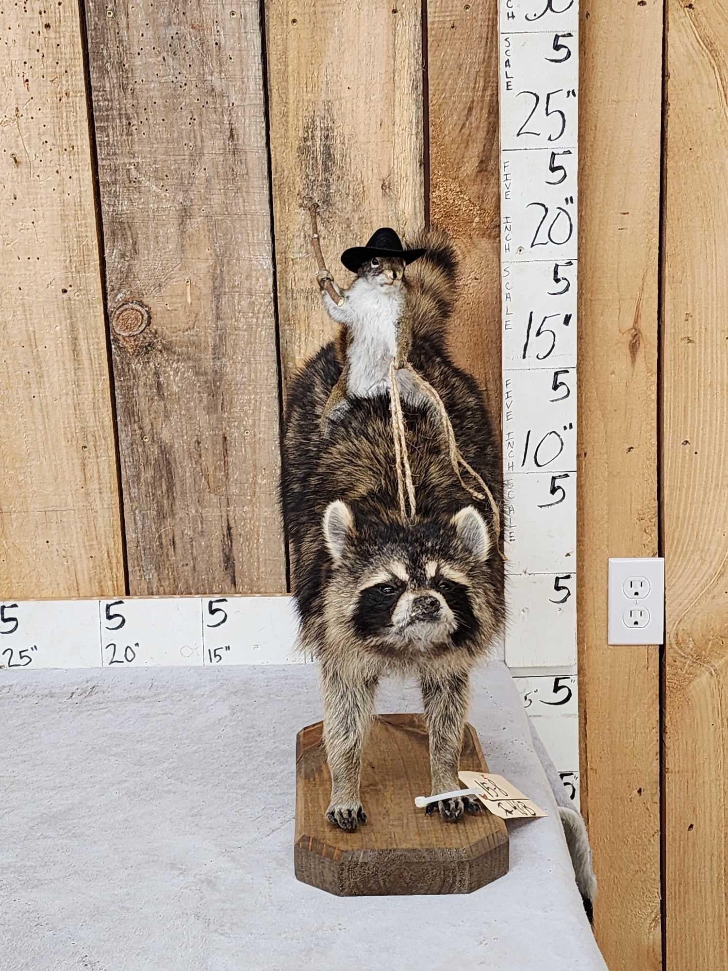 Rodeo Raccoon & Cowboy Squirrel Taxidermy Auction