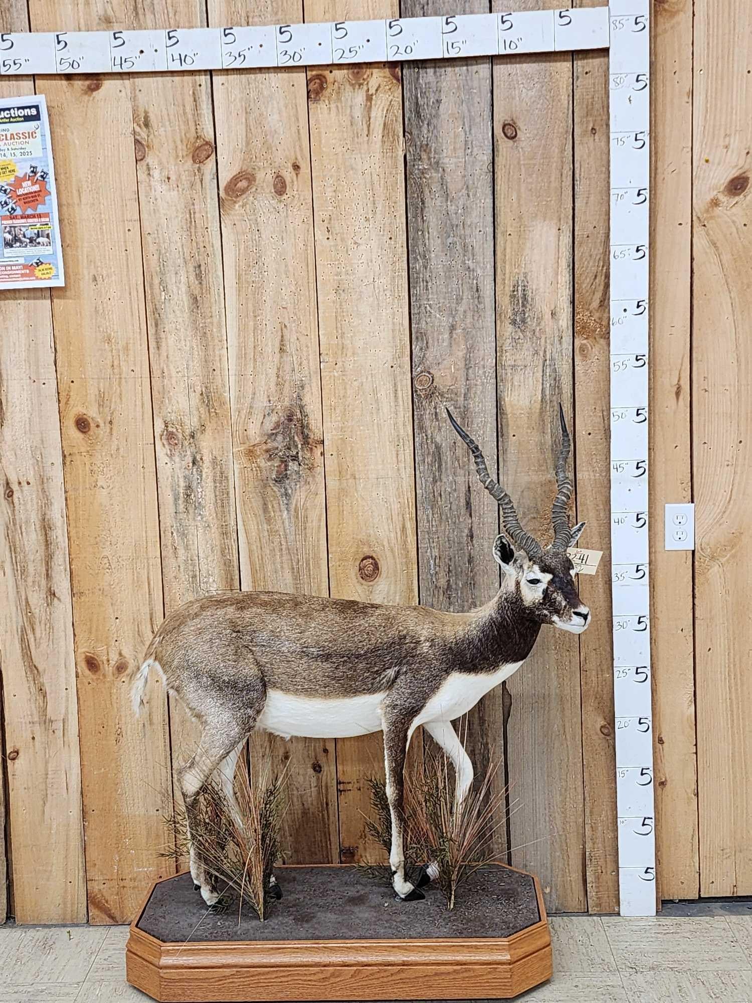 Indian Black Buck Full Body Taxidermy Mount Auction