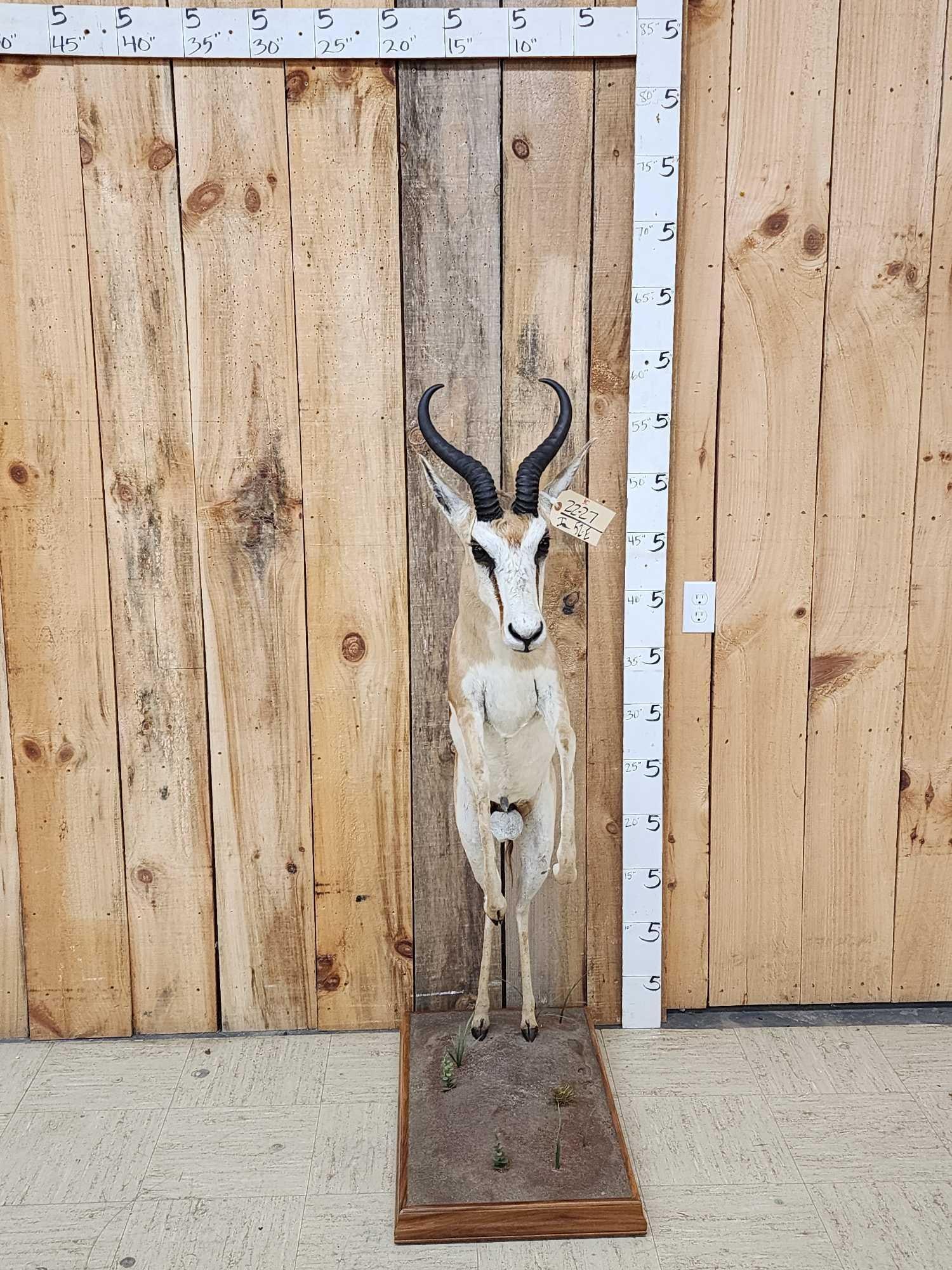 African Springbok Full Body Taxidermy Mount Auction