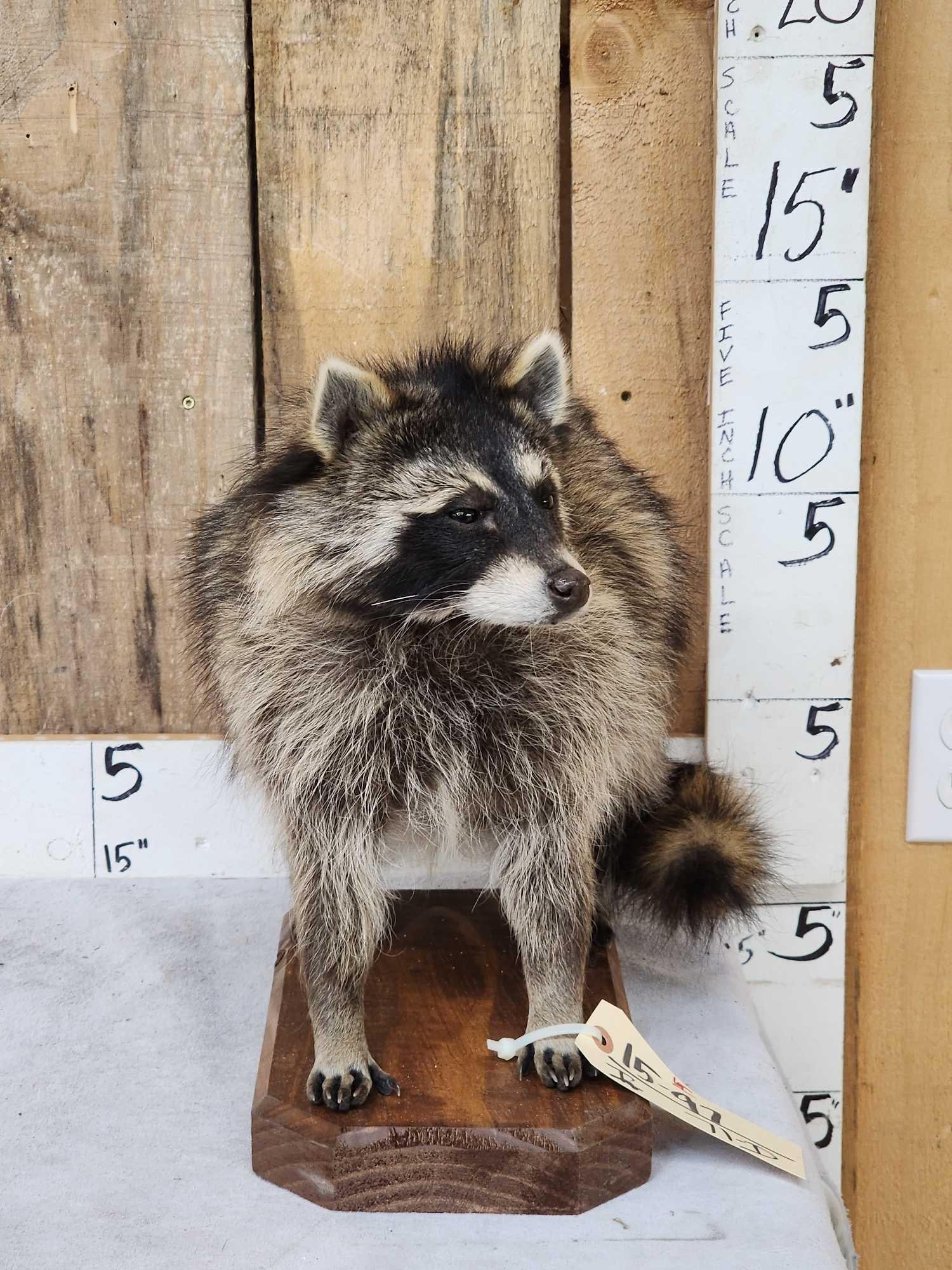Raccoon Full Body Taxidermy Mount Auction