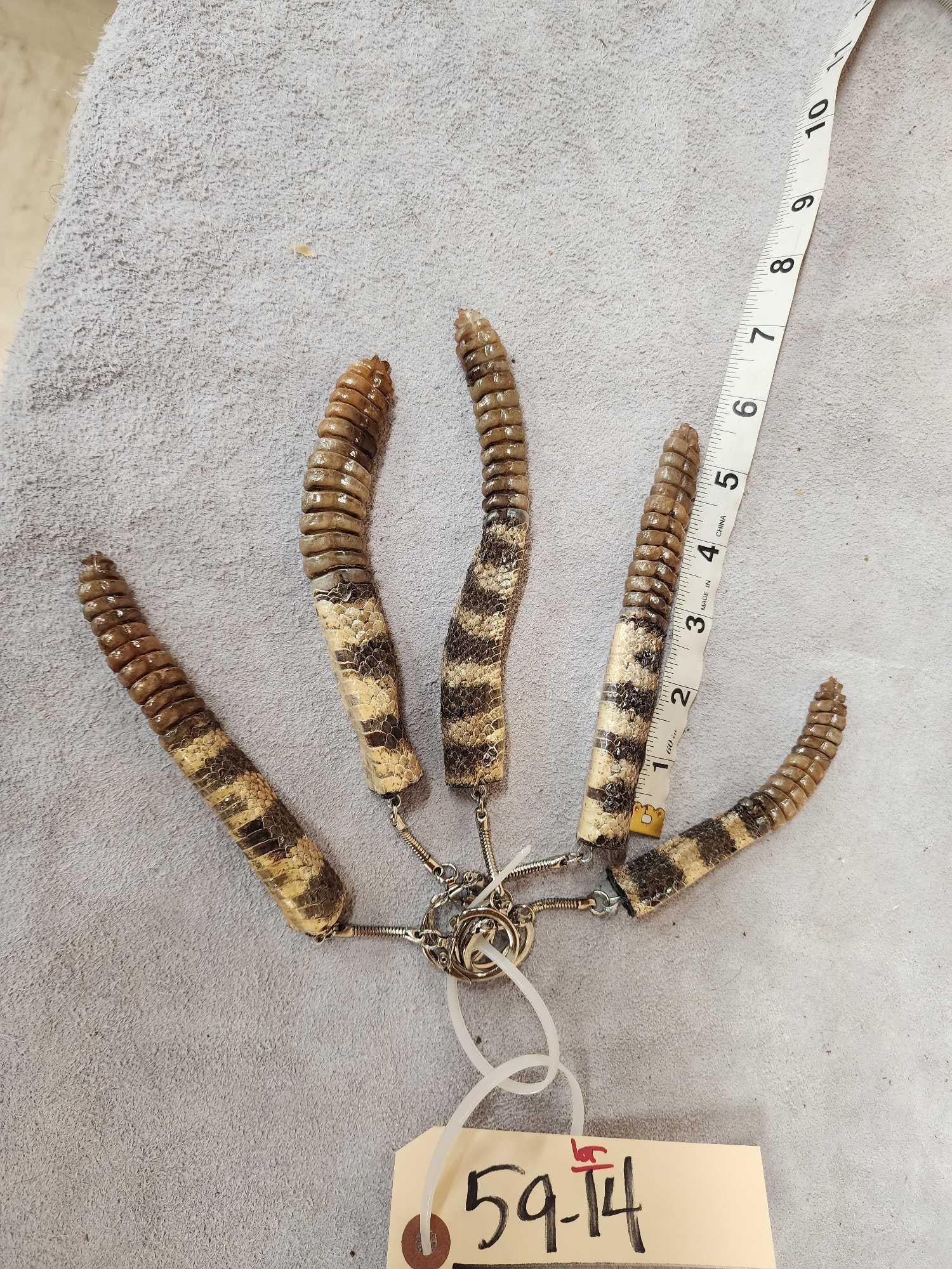 5 Diamondback Rattlesnake Keychains Taxidermy Auction