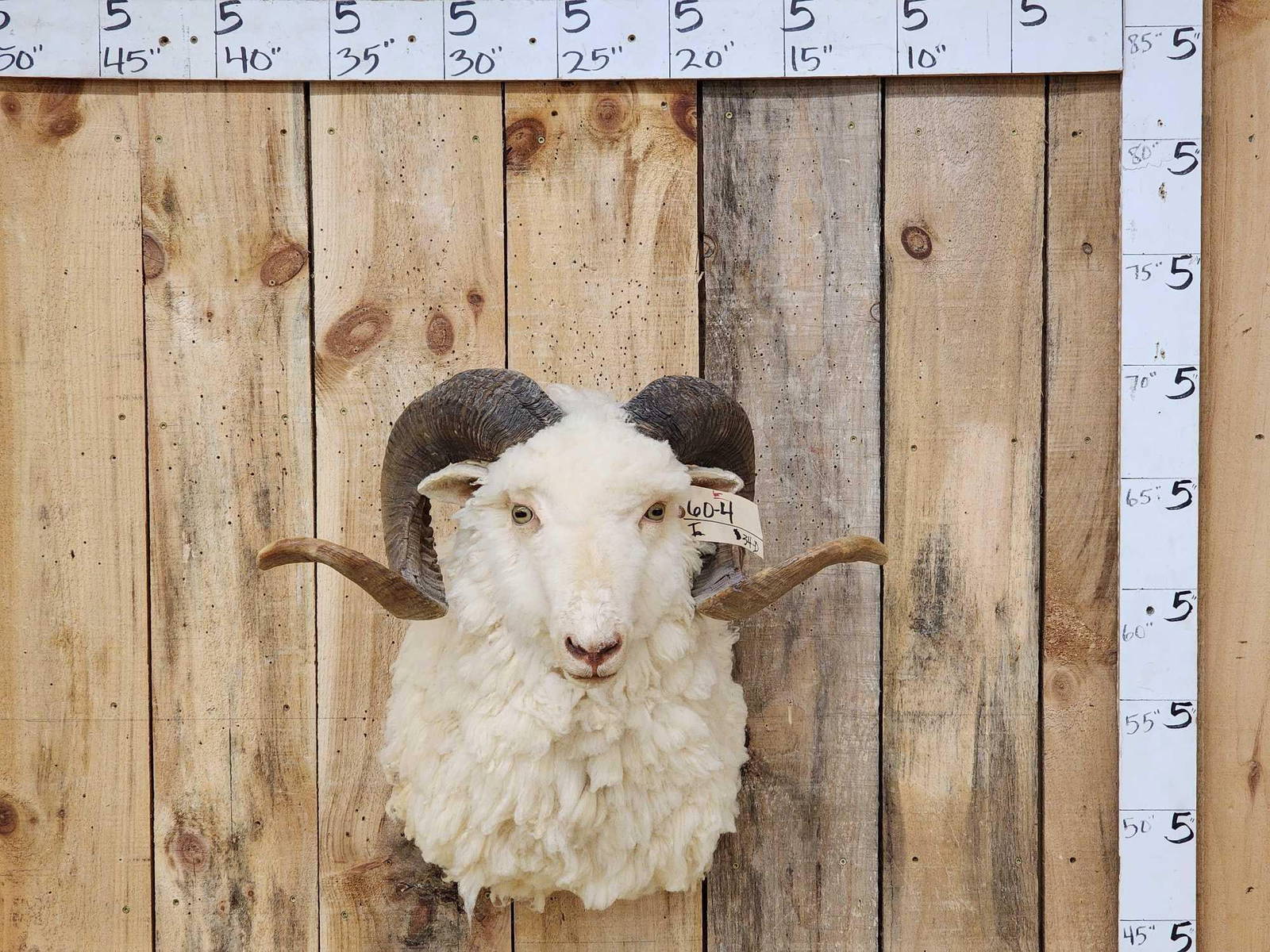 Merino Ram Sheep Shoulder Mount Taxidermy Auction