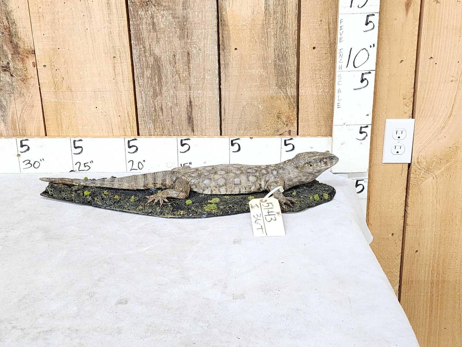 Savannah Monitor Lizard Full Body Reptile Taxidermy Auction
