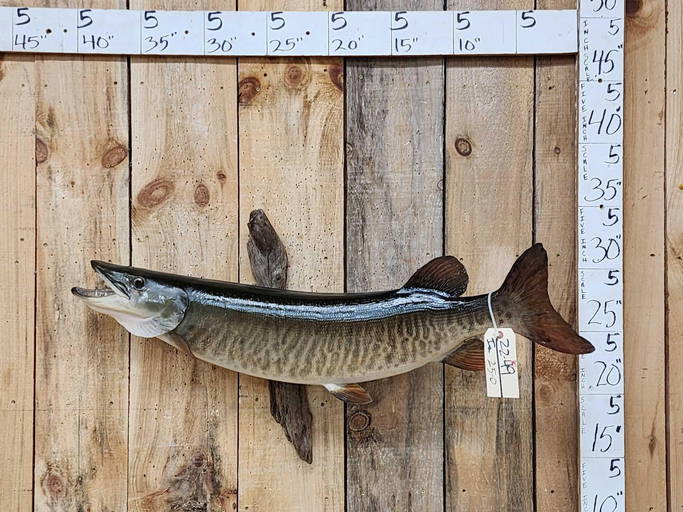 41" Muskie Real Skin Fish Taxidermy