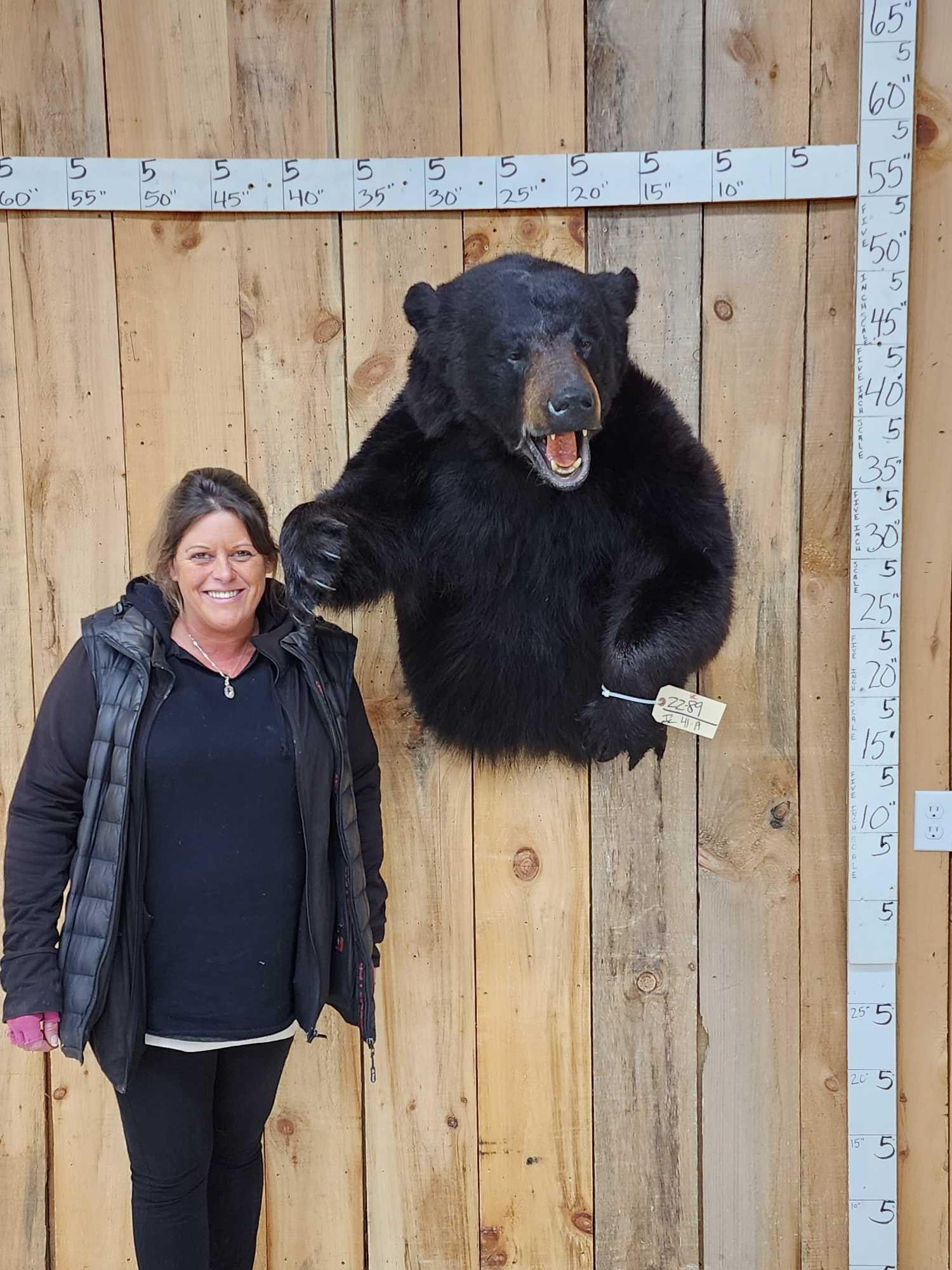 Big Black Bear Half Body Taxidermy Mount Auction