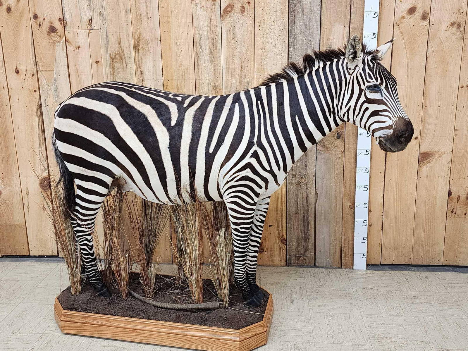 Spectacular Zebra Full Body Taxidermy Mount Auction