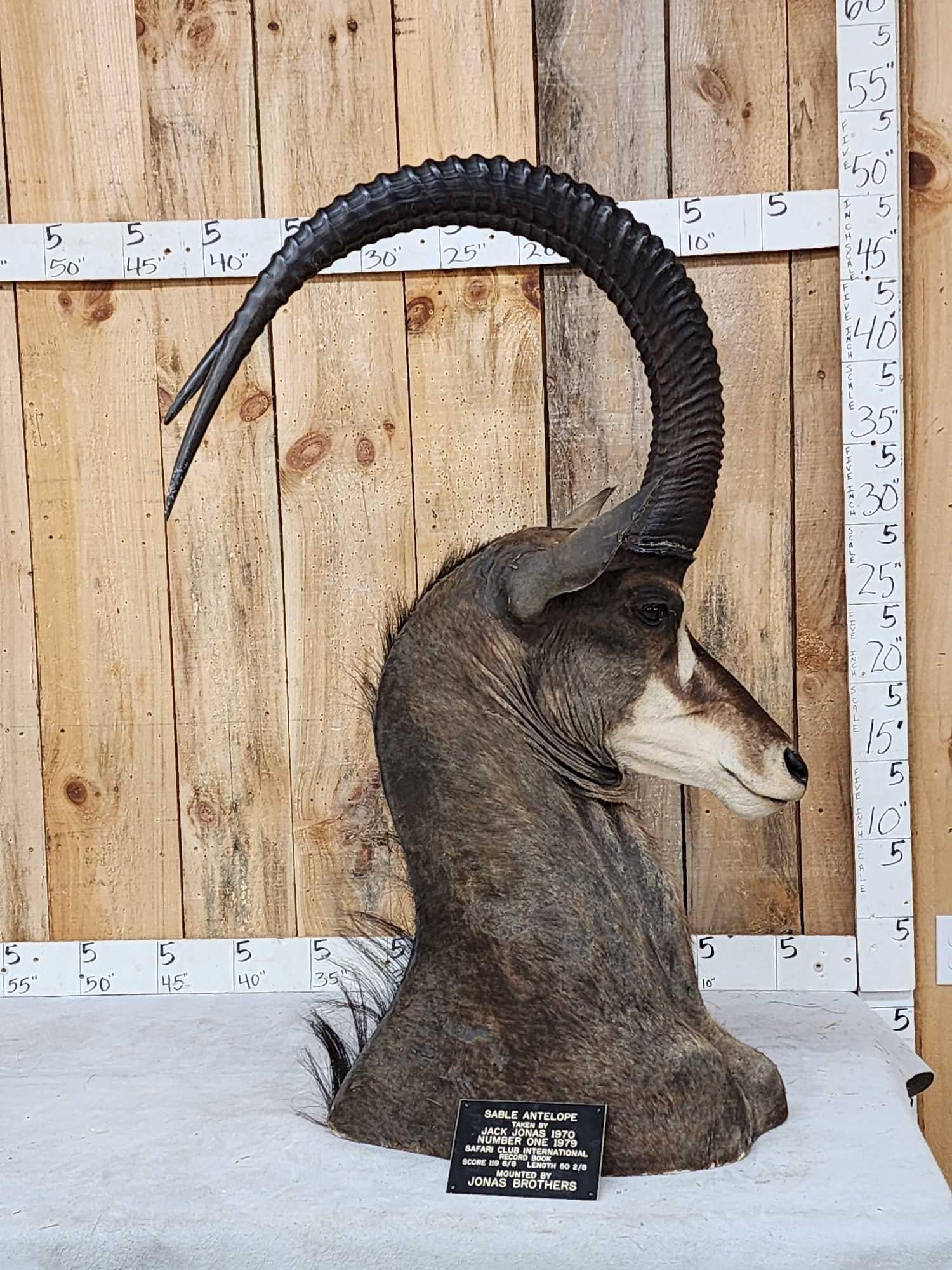 Huge Record Book African Sable Antelope Table Top Pedestal Taxidermy ...