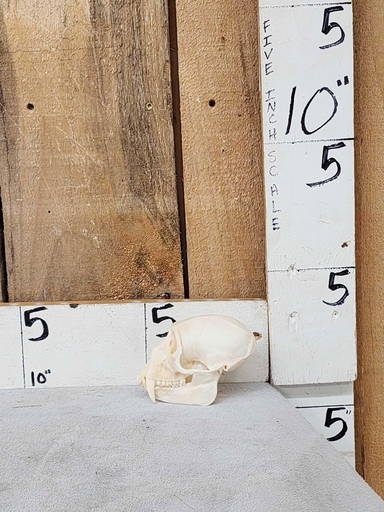 Putty Nose Monkey Skull Taxidermy