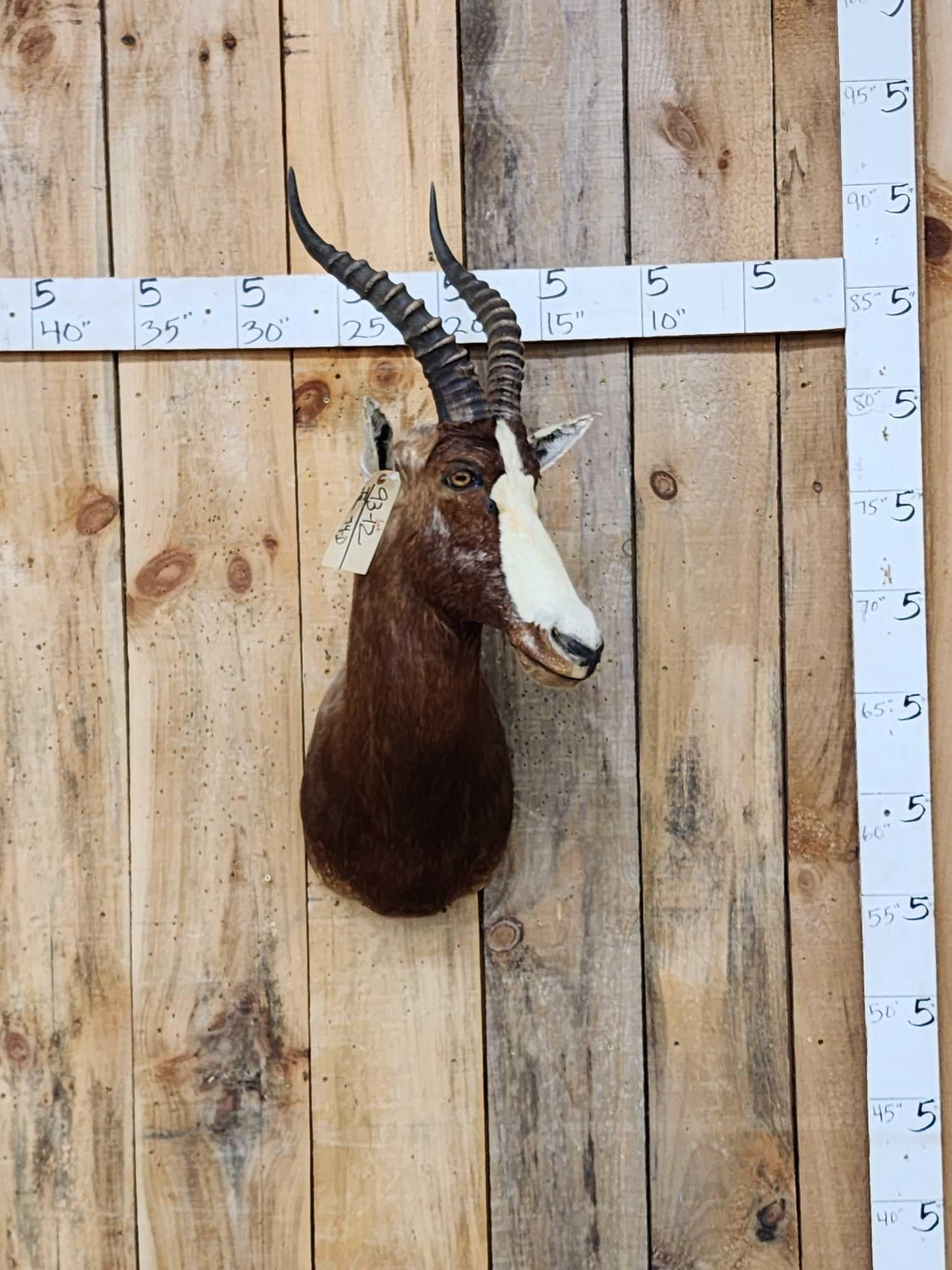 African Blesbok Shoulder Mount Taxidermy Auction