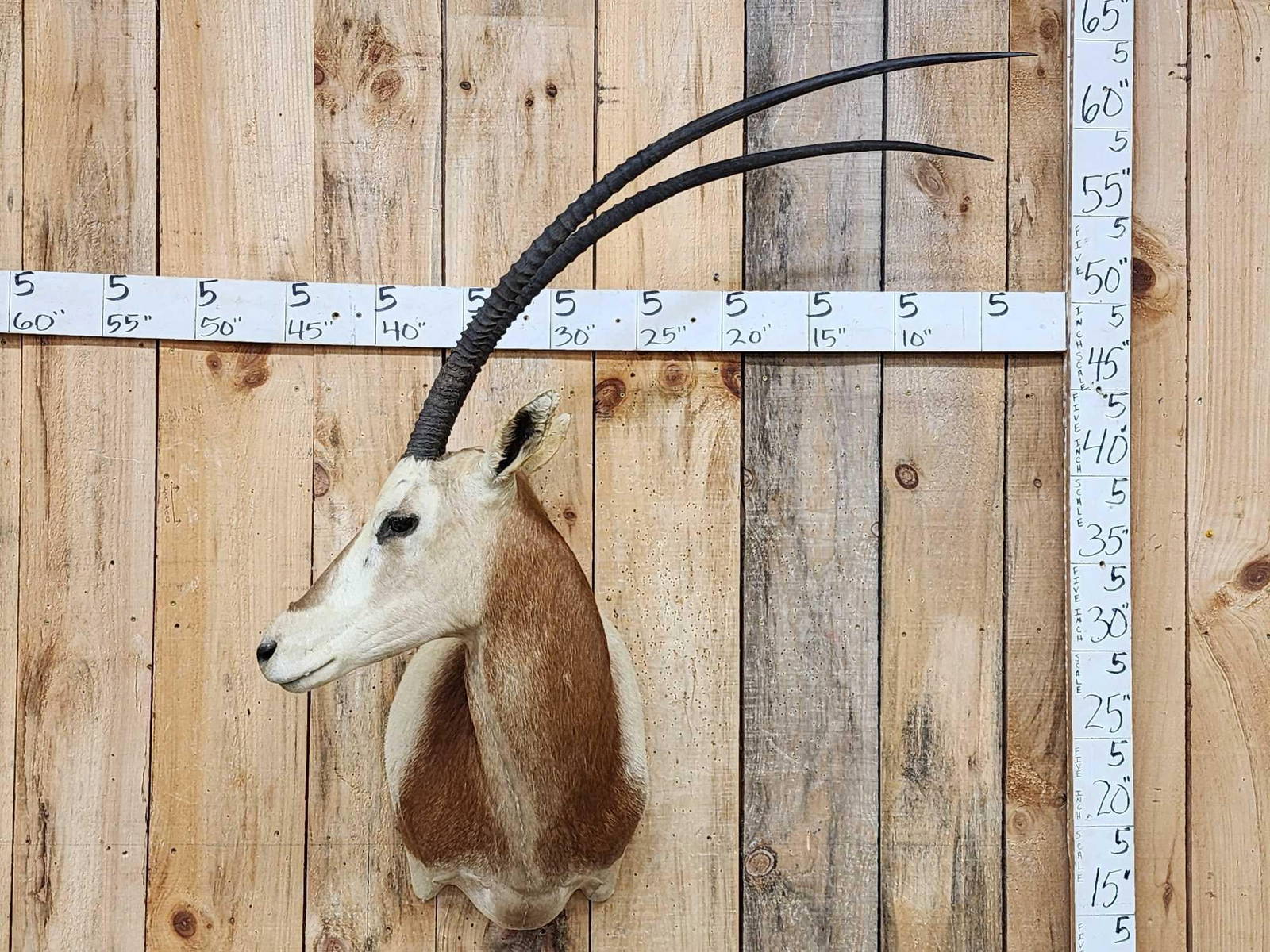 Scimitar Horned Oryx Shoulder Mount Taxidermy Auction