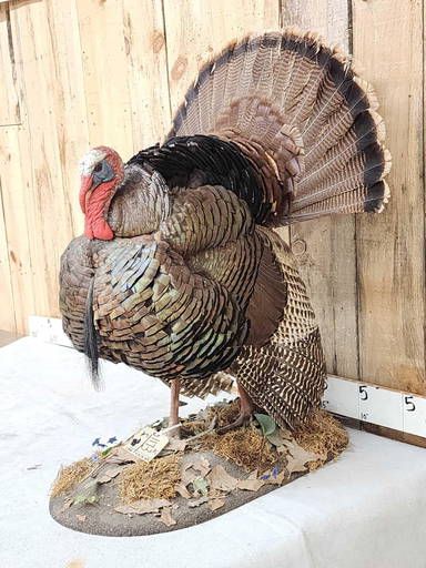 Turkey In Full Strut Full Body Bird Taxidermy