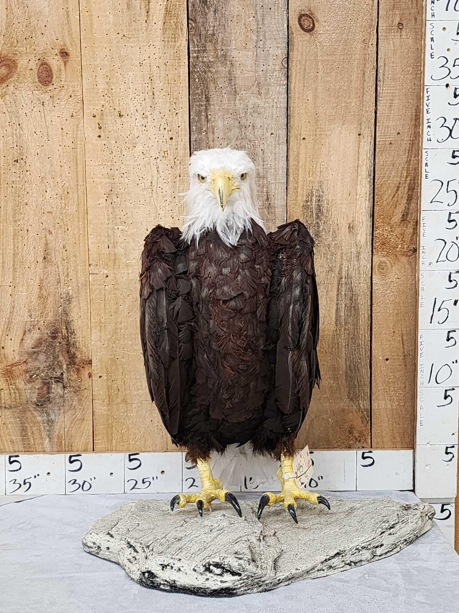100% Reproduction Bald Eagle Full Body Bird Taxidermy Auction