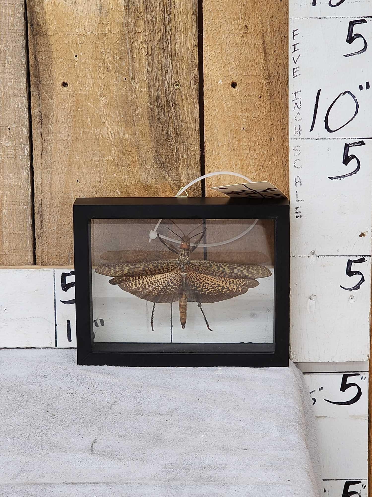 Giant Peruvian Grasshopper In Frame Taxidermy Auction