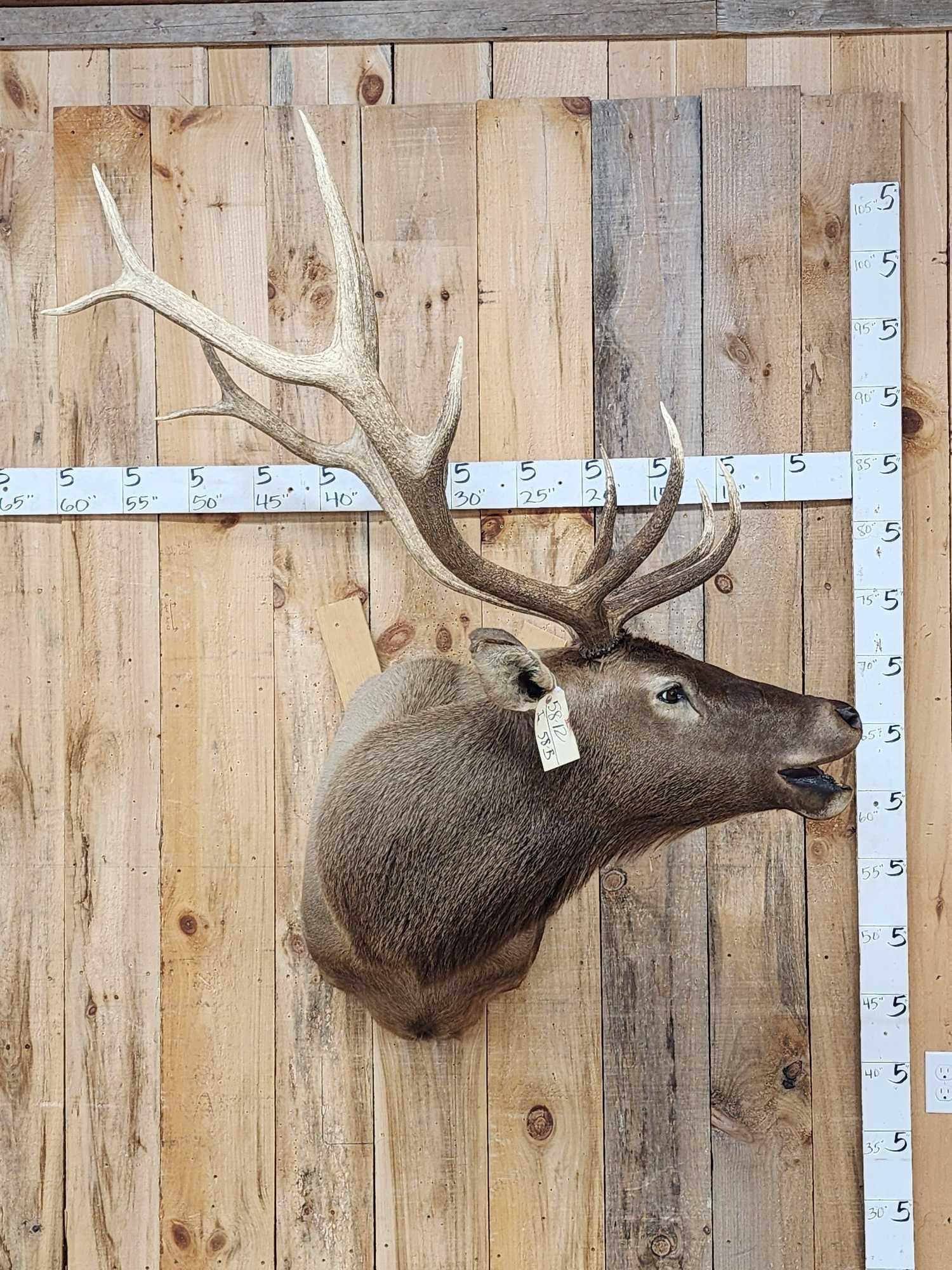 Bugling Elk Shoulder Mount Taxidermy Auction