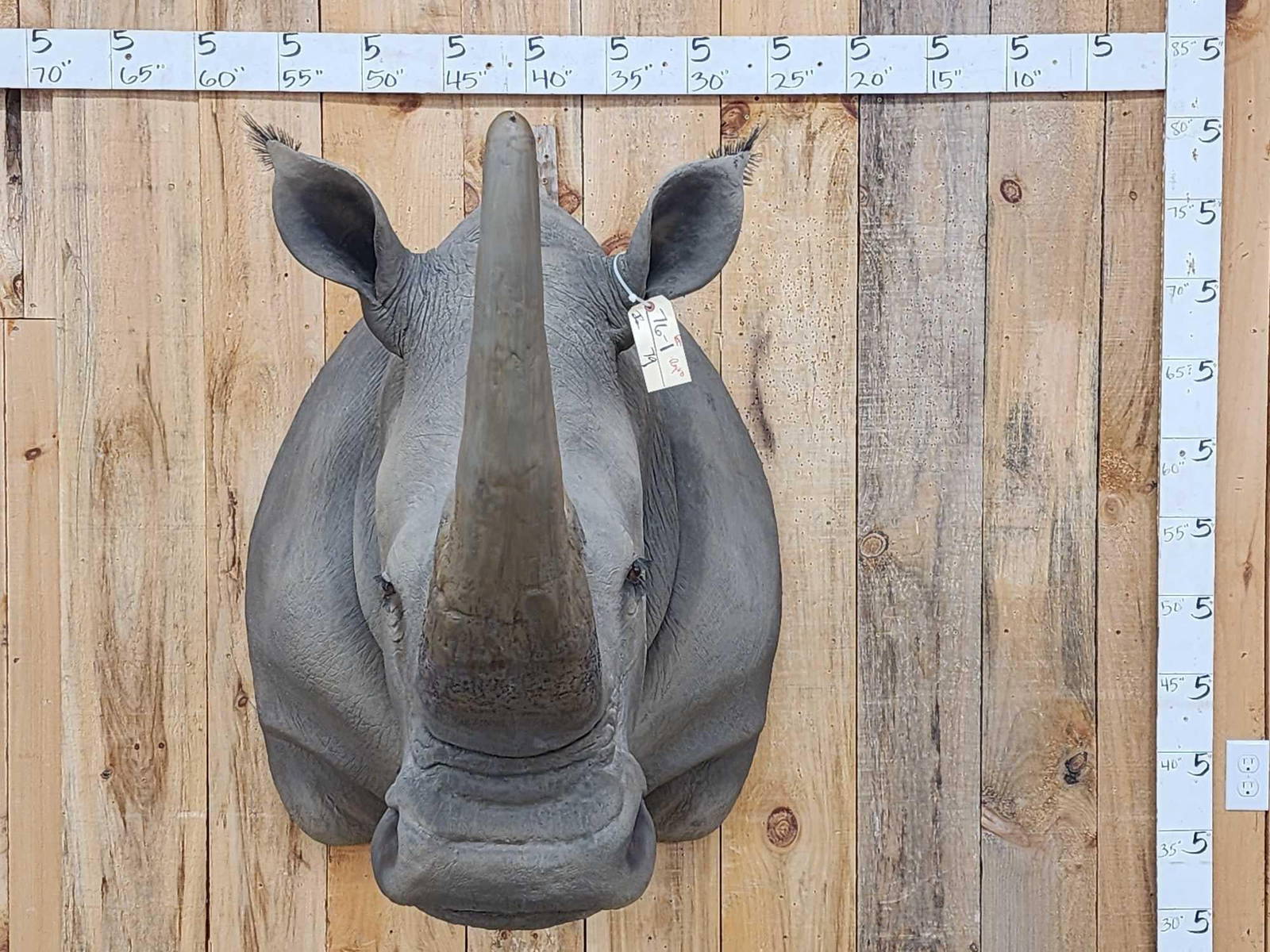 Reproduction African White Rhinoceros Shoulder Mount Taxidermy Auction