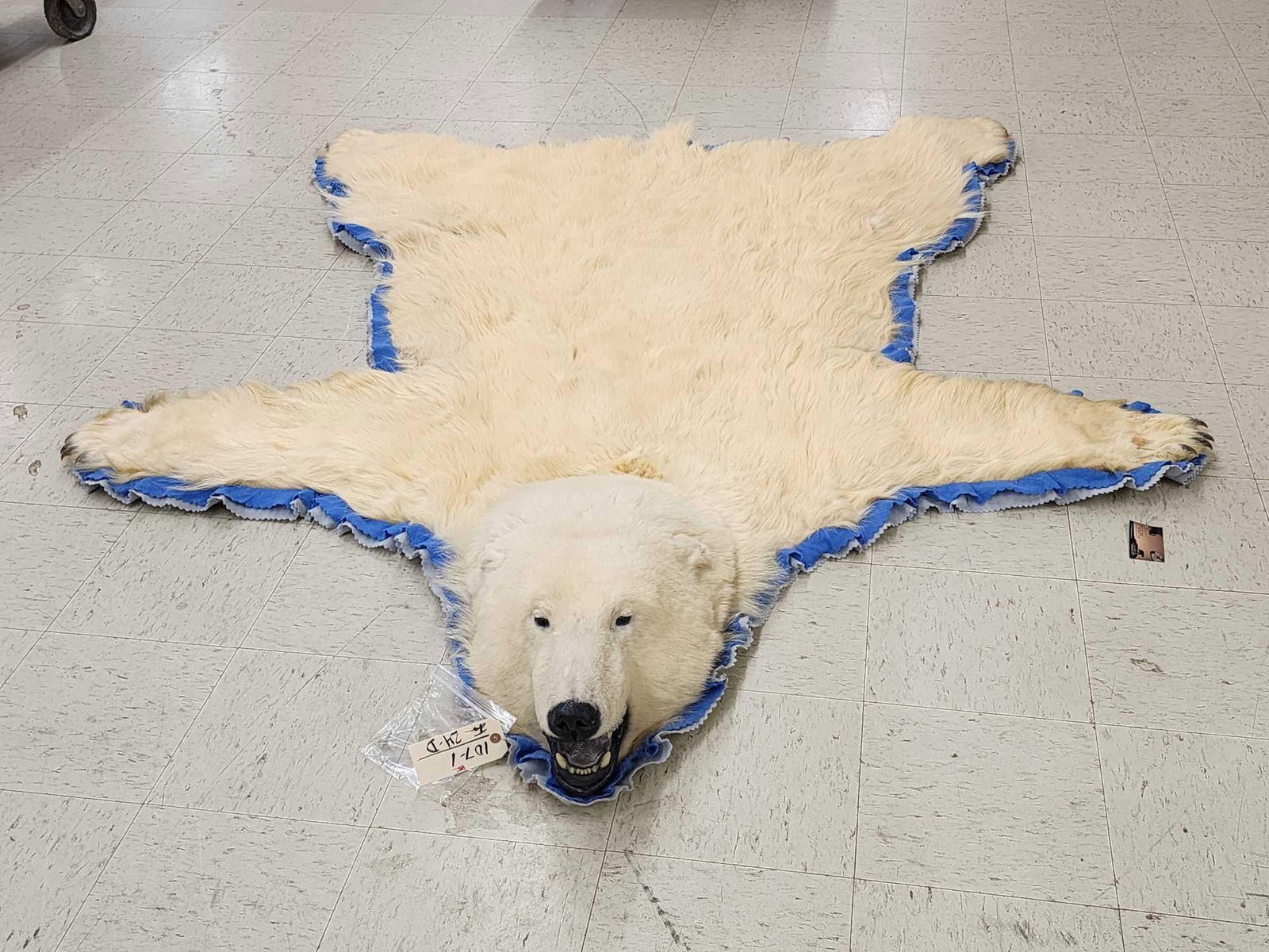 Beautiful Polar Bear Rug Taxidermy Auction
