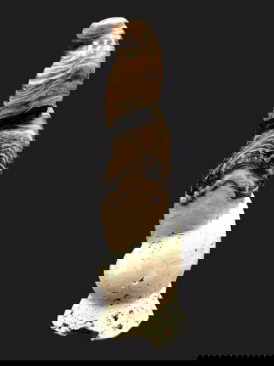 Collectible Rocks, Minerals & Fossils for Sale at Auction