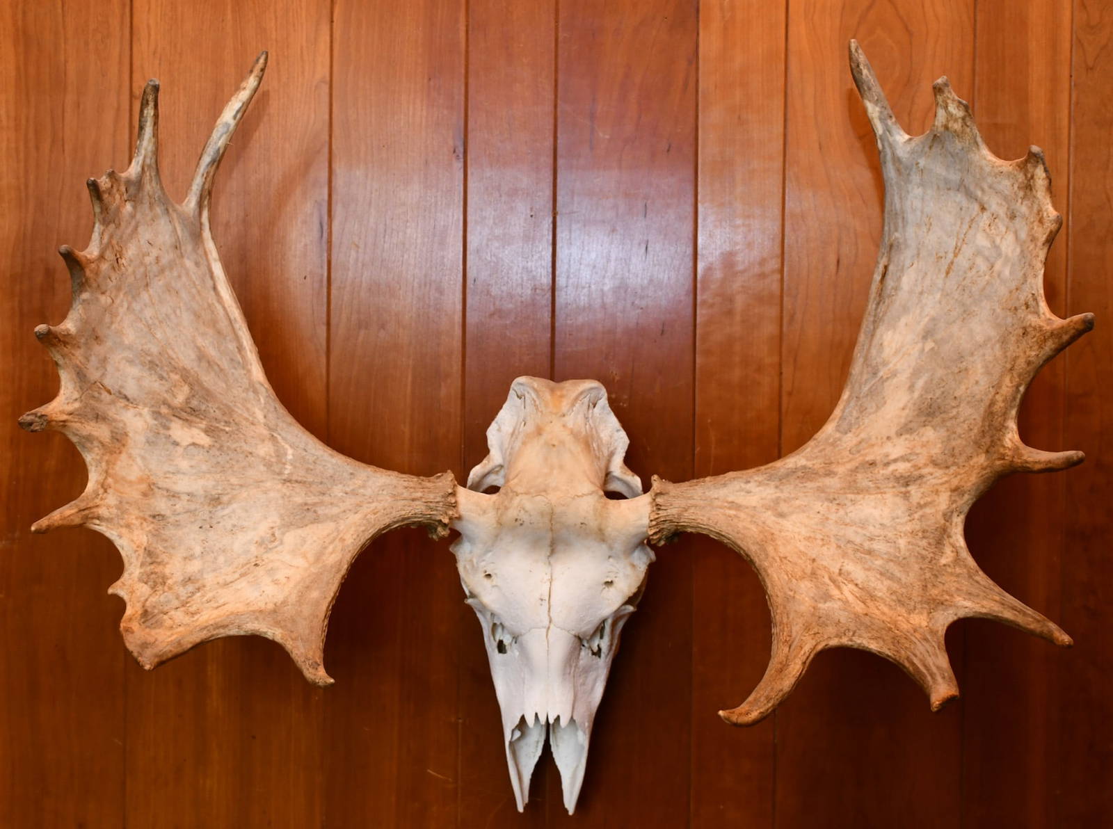 Moose Skull Mount Auction