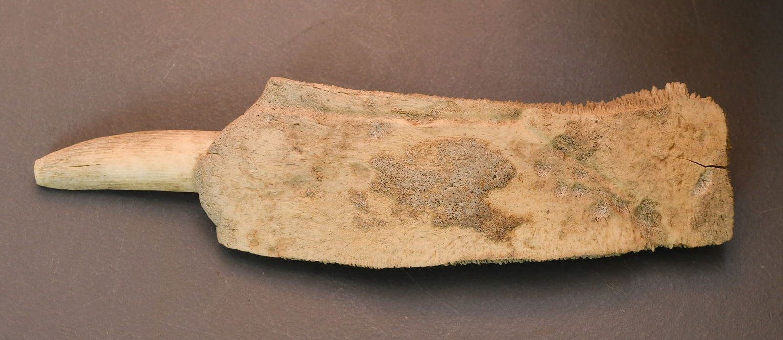 Dinosaur Rib Bone Section Auction