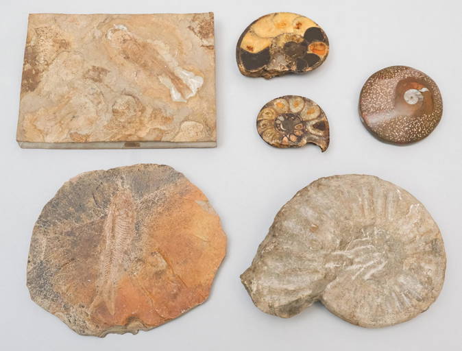 Group Of Specimen Fossils & Formations