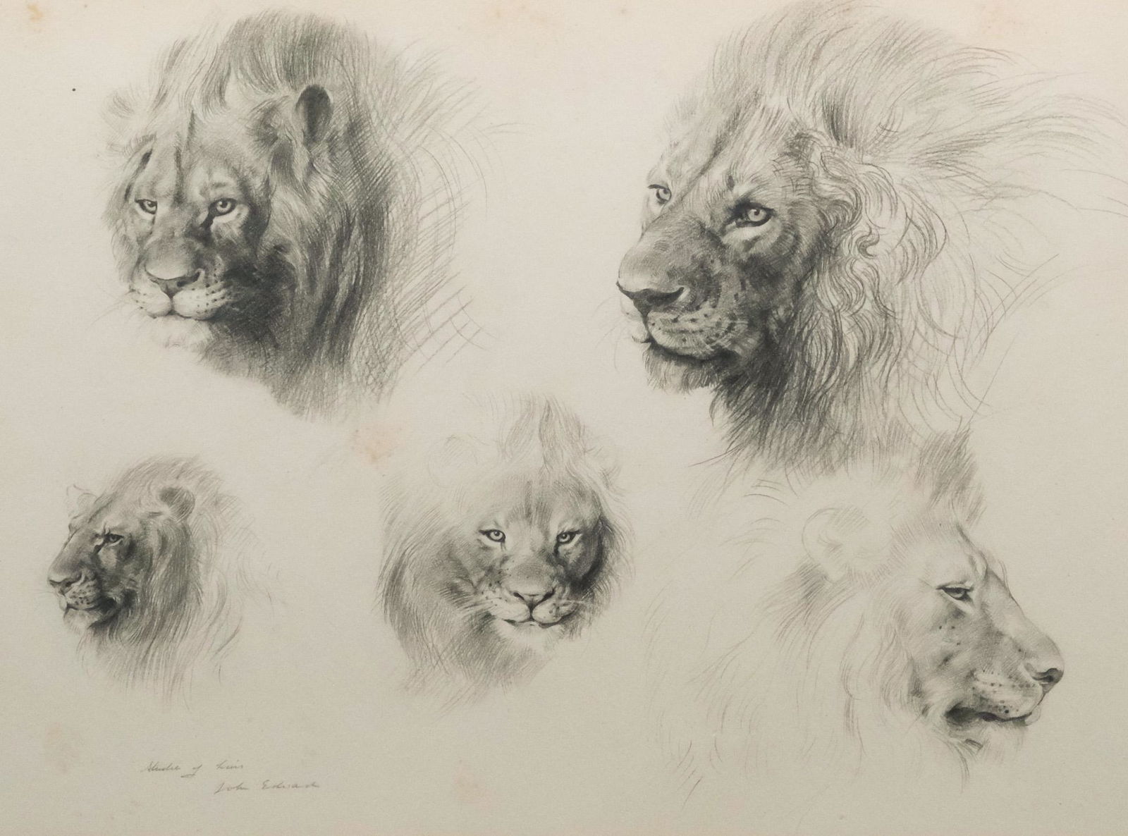 British School, "study Of Lions" Auction