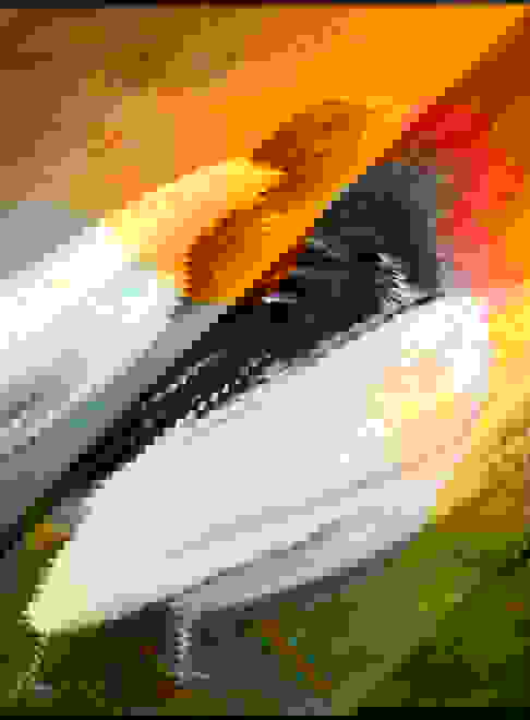 American School, Rooster Auction