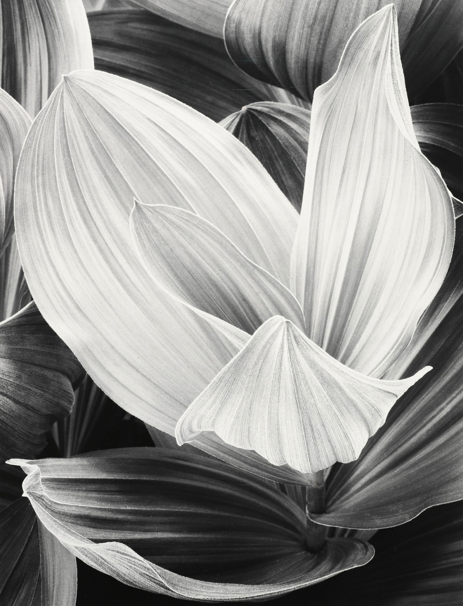 JOHN SEXTON - Corn Lily, 1977 - May 17, 2020 | Seagrave Gallery in ...