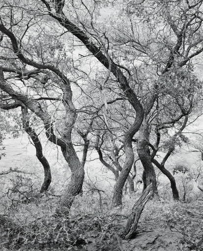 Patrick Jablonski Oak Trees, Arizona, 1989