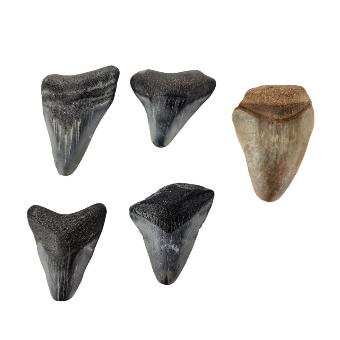 Bone Rocks, Minerals & Fossils for Sale at Auction