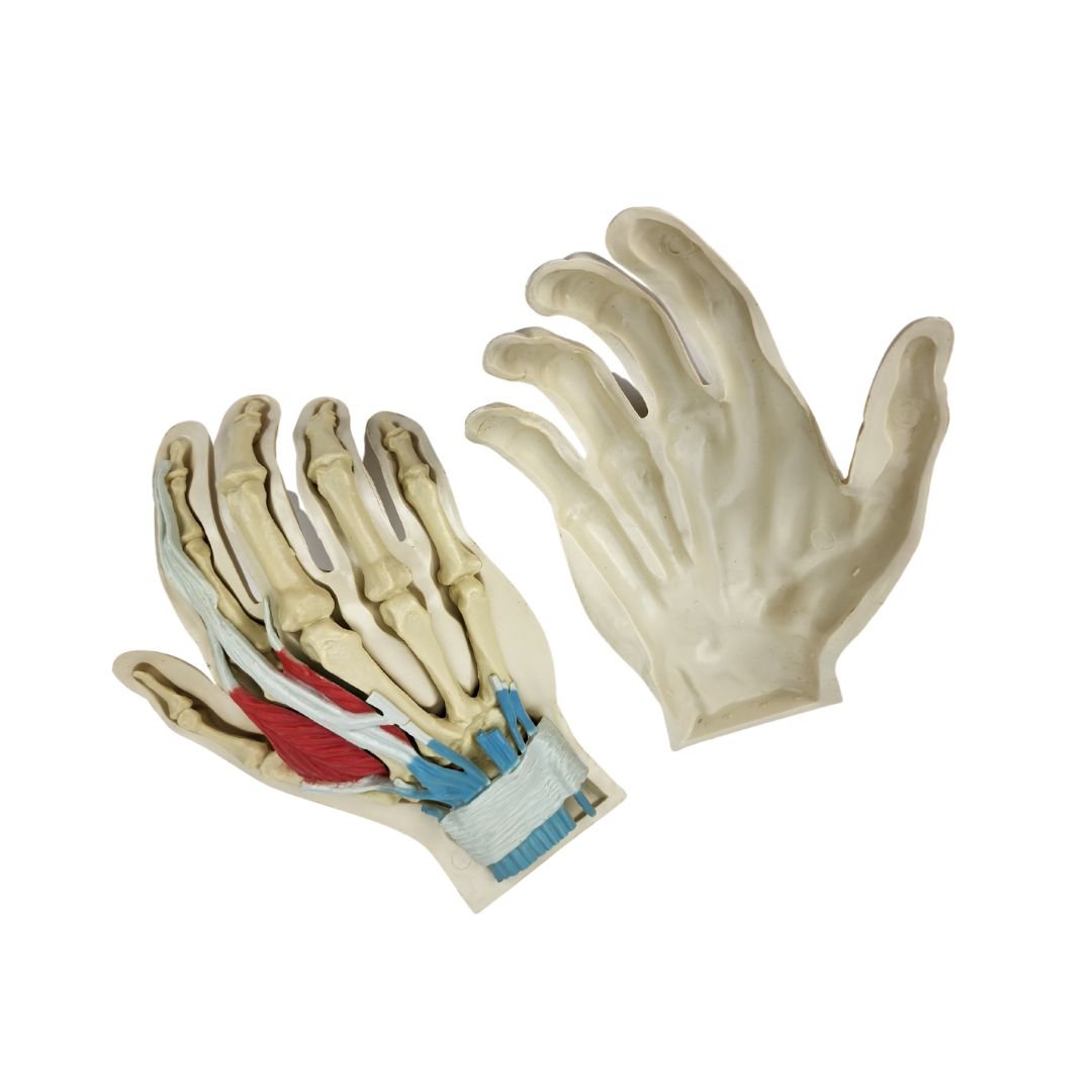 Vintage Indocin 4pc Hand Anatomy Medical Display Model Auction