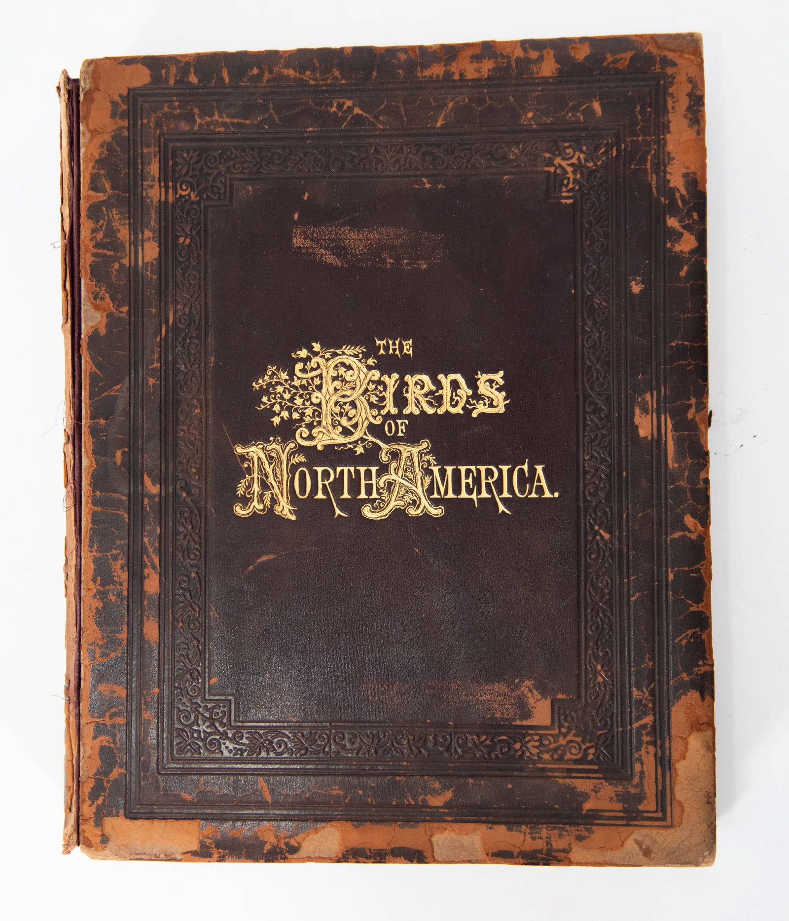 Studer, Jacob H.: The Birds Of North America. Drawn And Colored From ...