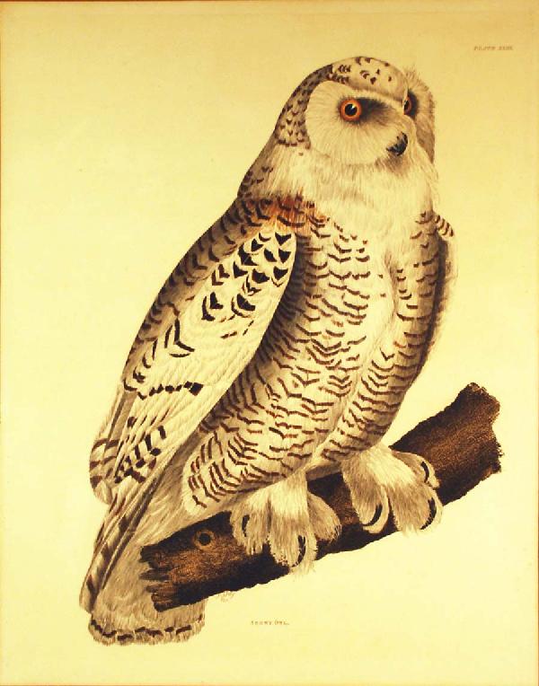 248: P.J. Selby Print - Snowy Owl - Plate XXIII