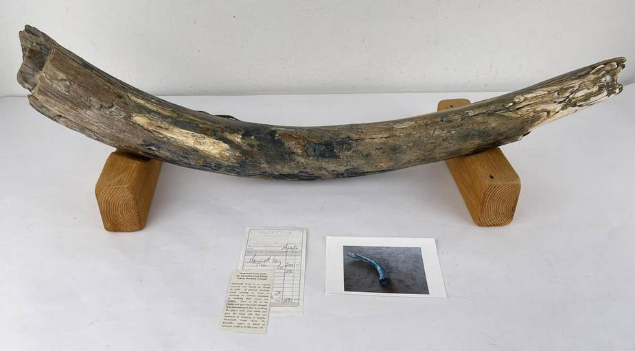 Large Fossil Mammoth Tusk