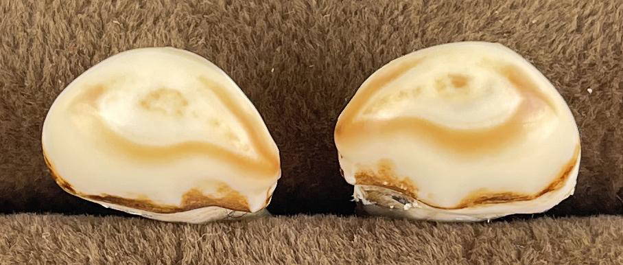 Pair Of Montana Bull Elk Teeth