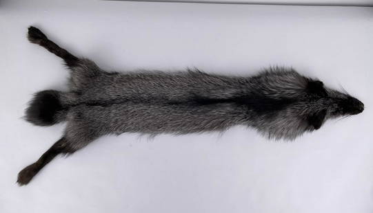 Beautiful Ranch Silver Fox Fur Pelt Taxidermy