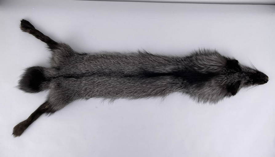 Beautiful Ranch Silver Fox Fur Pelt Taxidermy