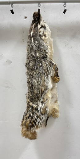 Montana Taxidermy Badger Hide (#0139) on Jan 28, 2023 | Davis Brothers ...