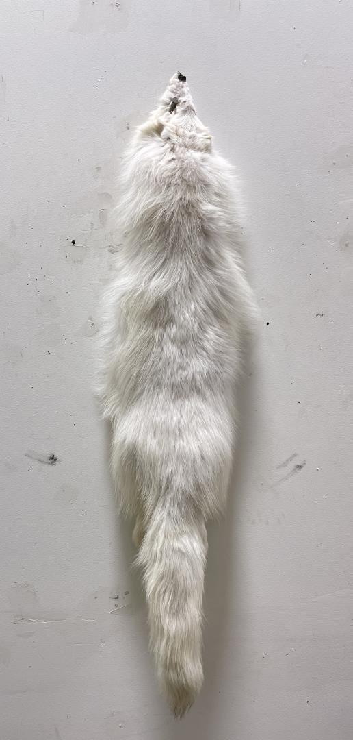 Beautiful Arctic Fox Fur Pelt Taxidermy #60 - Feb 24, 2023 | Davis ...