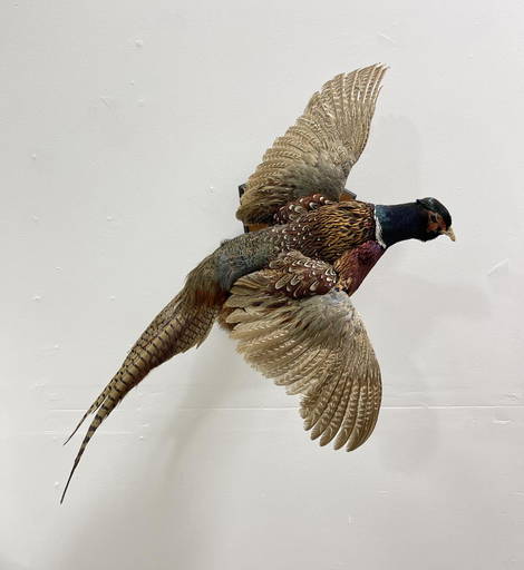 Montana Taxidermy Pheasant Mount