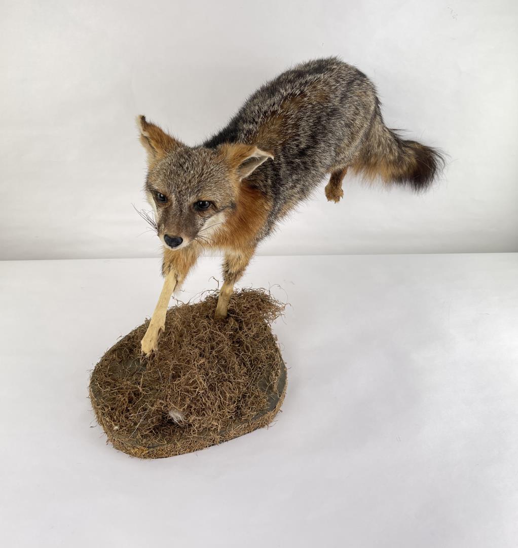 Montana Taxidermy Gray Fox Mount